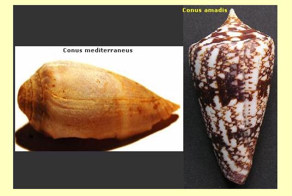 :.Famiglie Invertebrati.: