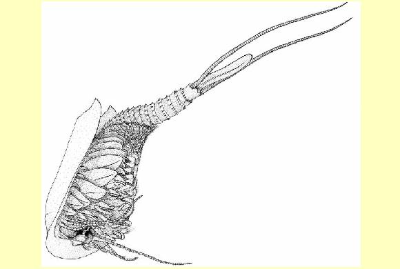 Cephalocarida