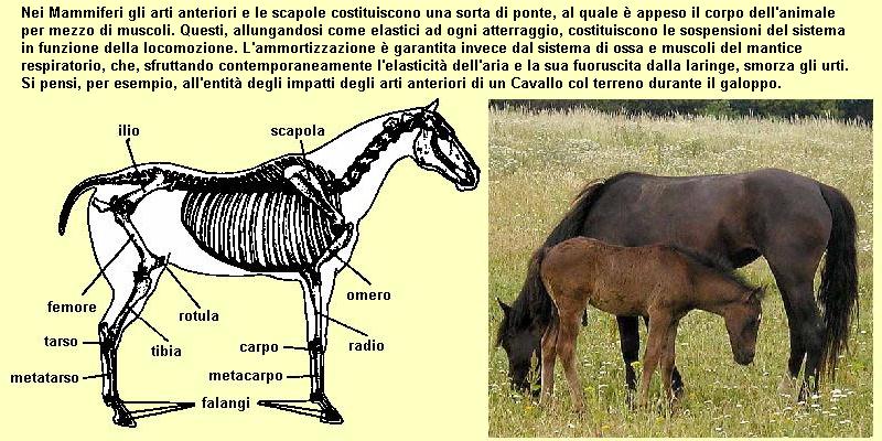 ::.Famiglie Equini.::