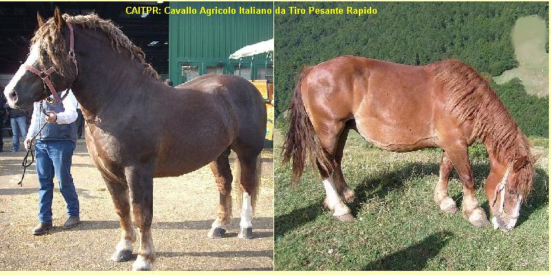 ::.Famiglie Equini.::