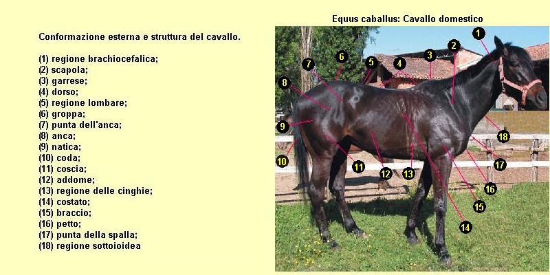::.Famiglie Equini.::