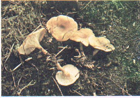 ::.Famiglie Funghi.::