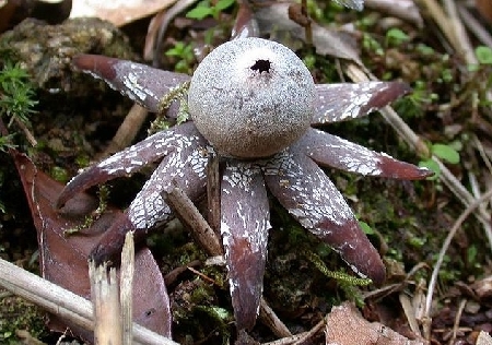 .::Famiglie Funghi::.