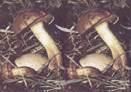 ::.Famiglie Funghi.::