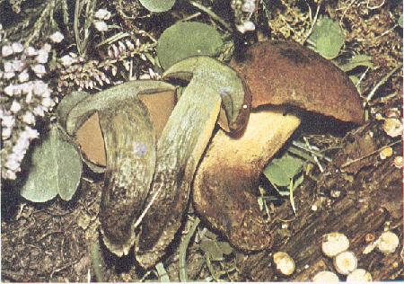 ::.Famiglie Funghi.::