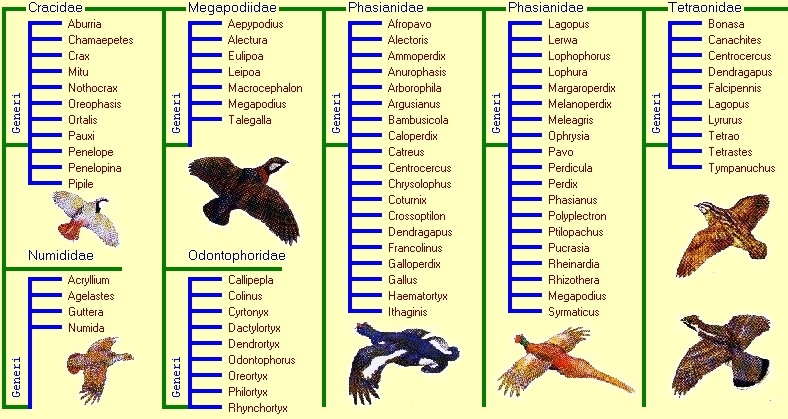 .::Famiglie Uccelli::.