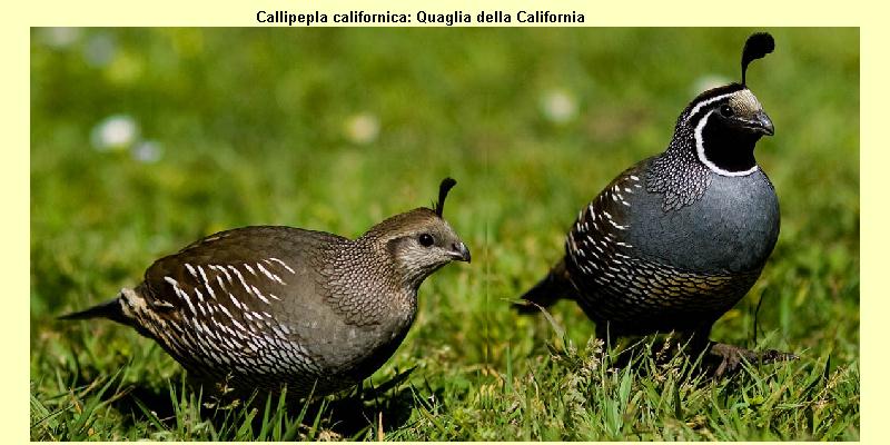 .::Specie di Uccelli::.