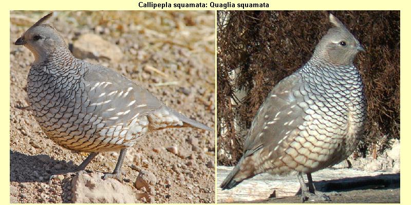 .::Specie di Uccelli::.