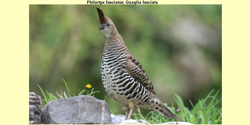 .::Specie di Uccelli::.