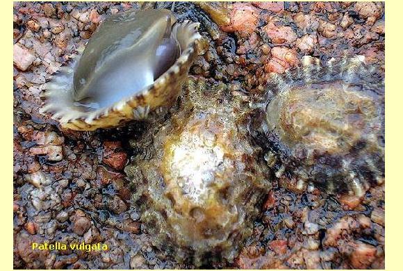 :.Famiglie Invertebrati.: