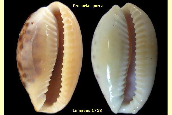 :.Famiglie Invertebrati.: