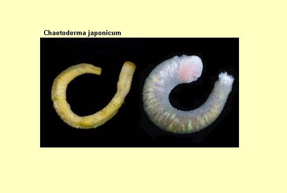 :.Famiglie Invertebrati.: