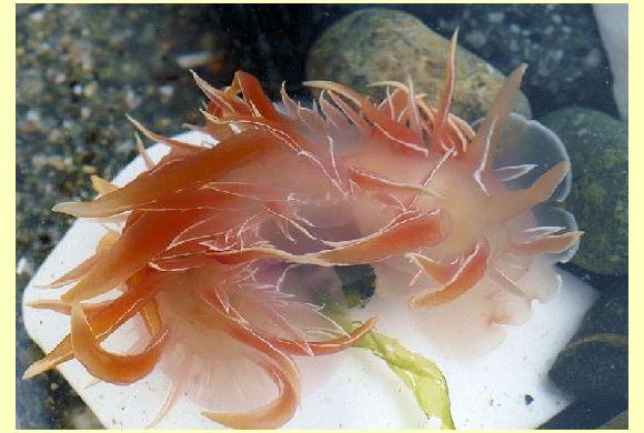 :.Famiglie Invertebrati.: