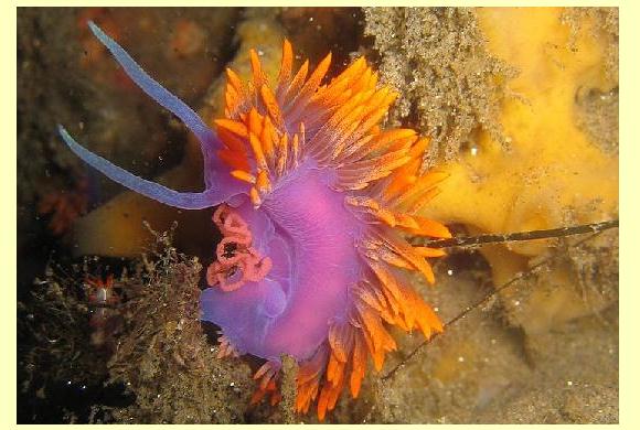 :.Famiglie Invertebrati.: