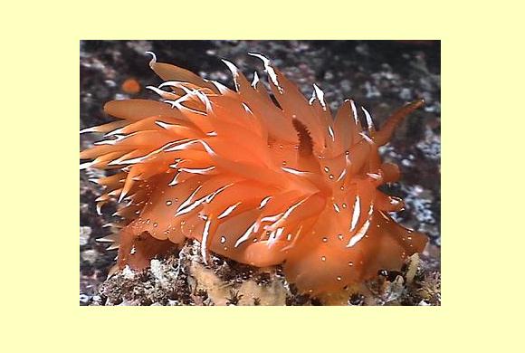 :.Famiglie Invertebrati.: