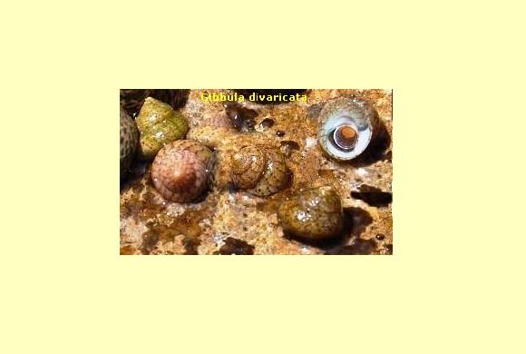 :.Famiglie Invertebrati.: