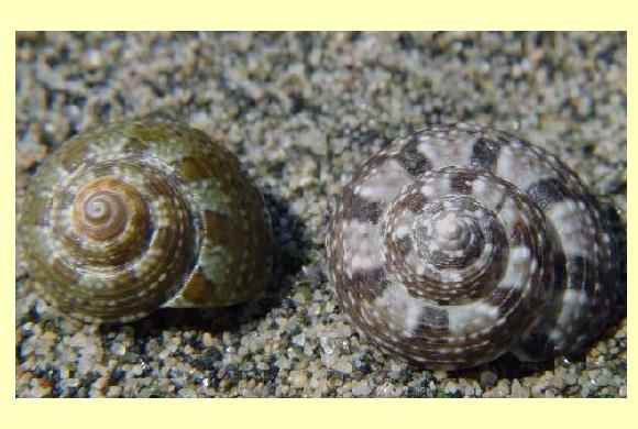 :.Famiglie Invertebrati.: