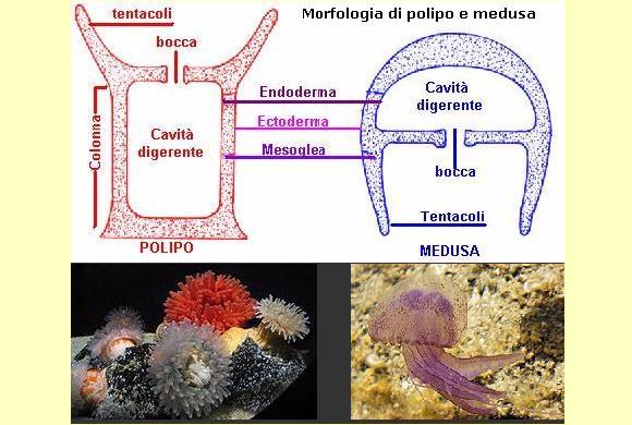 :.Specie Invertebrati.: