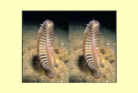 :.Famiglie Invertebrati.: