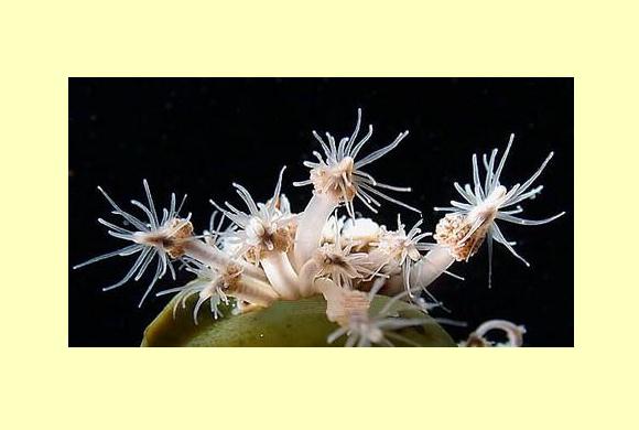 :.Famiglie Invertebrati.: