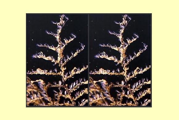 :.Specie Invertebrati.: