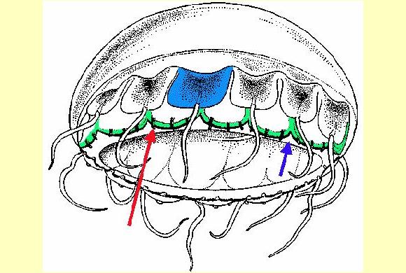 :.Specie Invertebrati.: