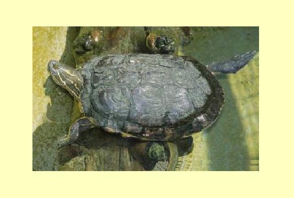 :.Famiglie Invertebrati.: