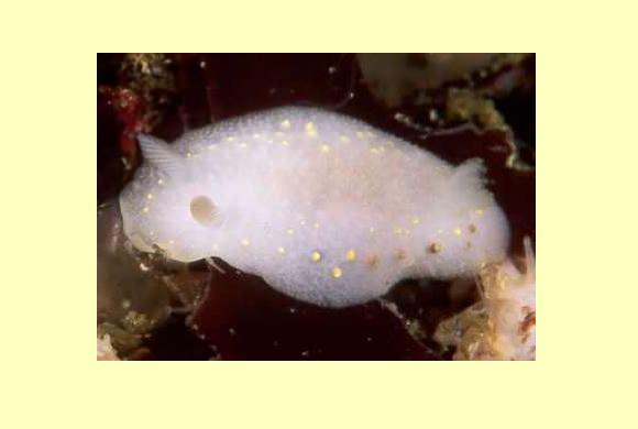 :.Famiglie Invertebrati.: