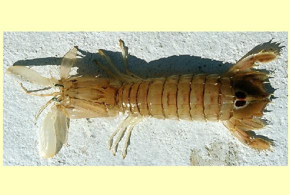 :.Famiglie Invertebrati.: