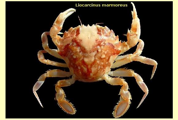 :.Famiglie Invertebrati.: