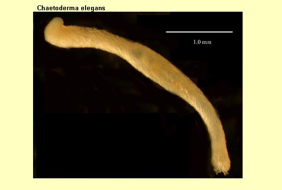 :.Famiglie Invertebrati.: