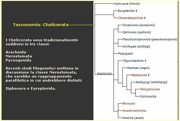 :.Specie Invertebrati.: