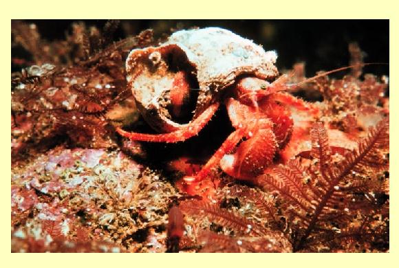 :.Famiglie Invertebrati.: