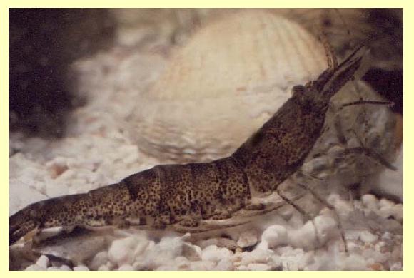 :.Famiglie Invertebrati.: