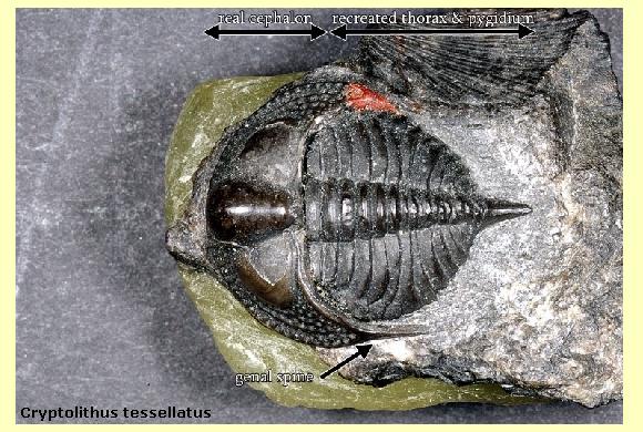 :.Specie Invertebrati.: