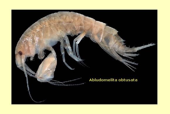 :.Famiglie Invertebrati.: