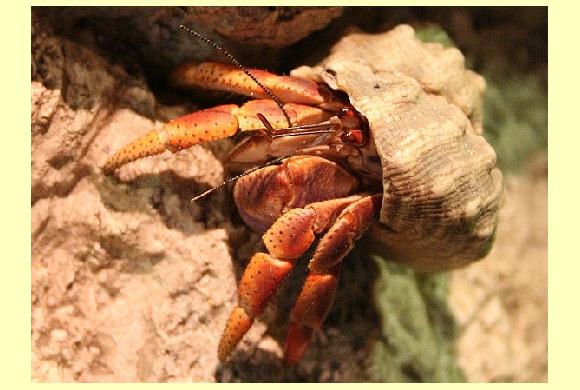 :.Famiglie Invertebrati.: