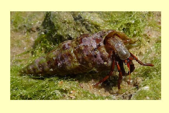 :.Famiglie Invertebrati.: