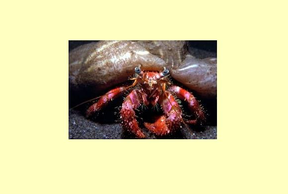 :.Famiglie Invertebrati.: