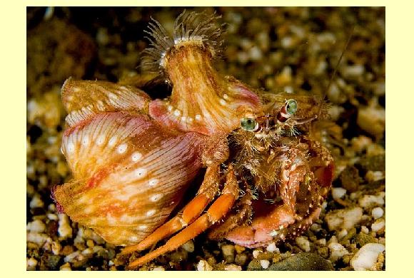 :.Famiglie Invertebrati.: