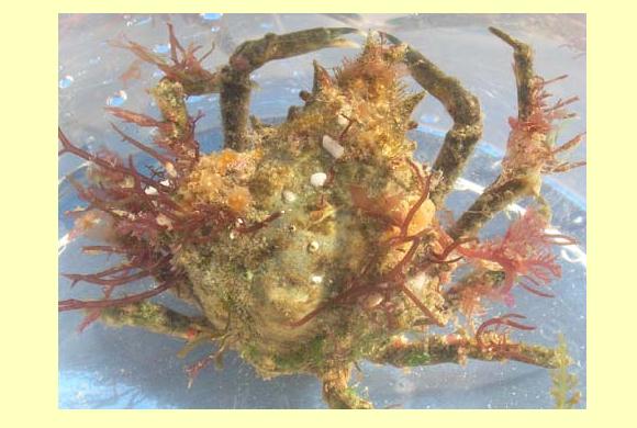 :.Famiglie Invertebrati.: