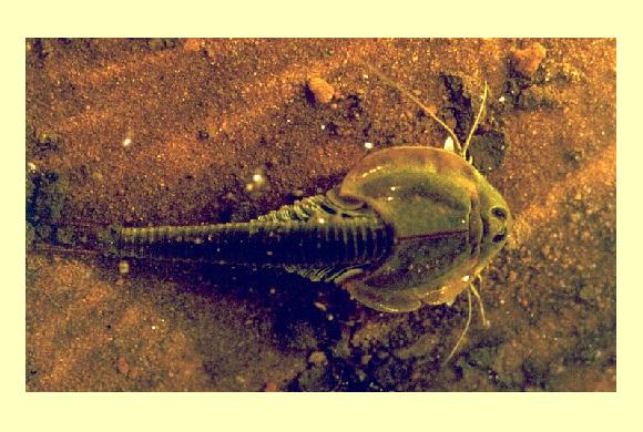 :.Famiglie Invertebrati.: