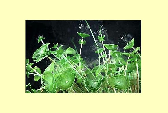 :.Famiglie Invertebrati.: