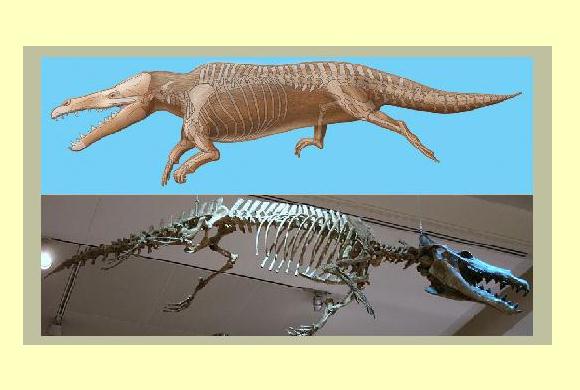 :.Famiglie Invertebrati.: