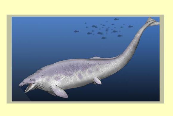 :.Famiglie Invertebrati.: