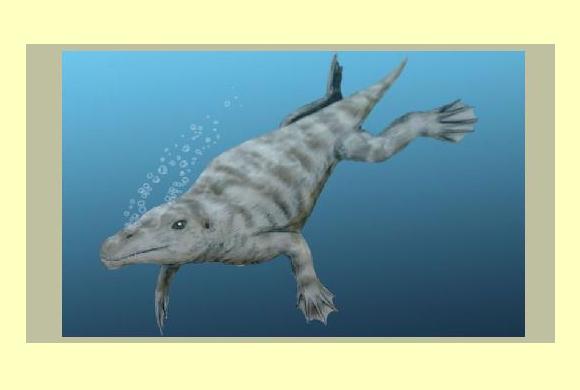 :.Famiglie Invertebrati.: