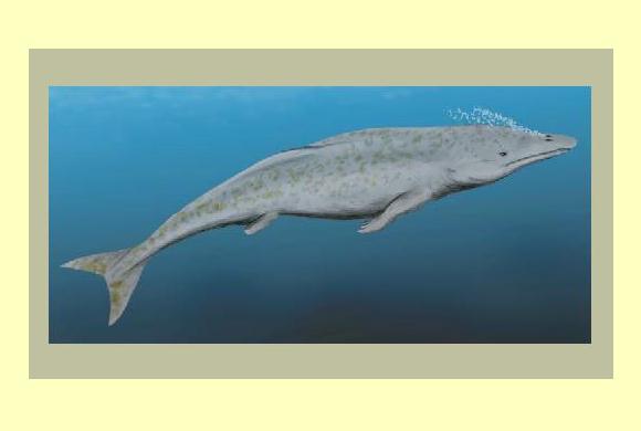 :.Famiglie Invertebrati.: