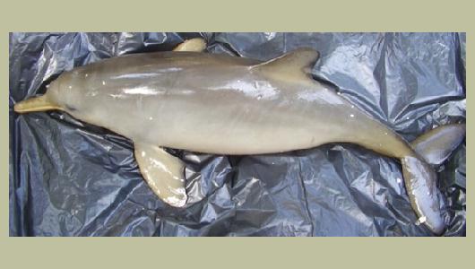 :.Famiglie Invertebrati.: