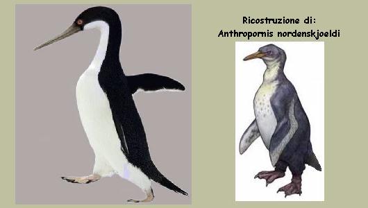 .::Specie di Uccelli::.