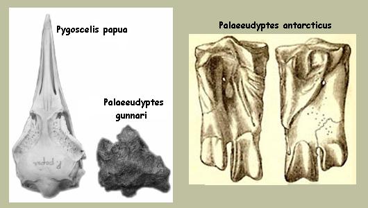 .::Specie di Uccelli::.